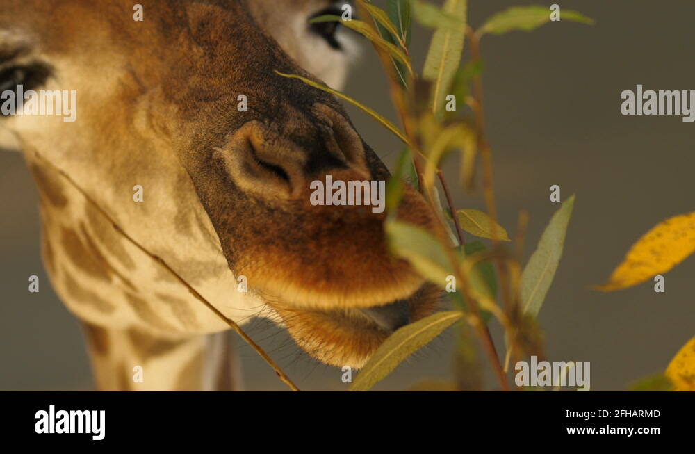 Giraffe's face Closeup, animal looks, moves ears, turns, eats tree ...