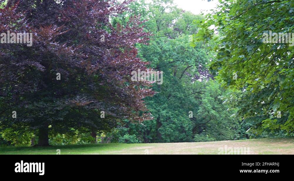 Beech tree in town Stock Videos & Footage - HD and 4K Video Clips - Alamy