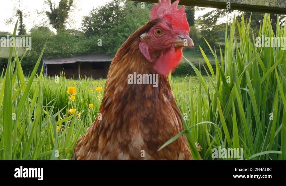 Chicken in landscape Stock Videos & Footage - HD and 4K Video Clips - Alamy