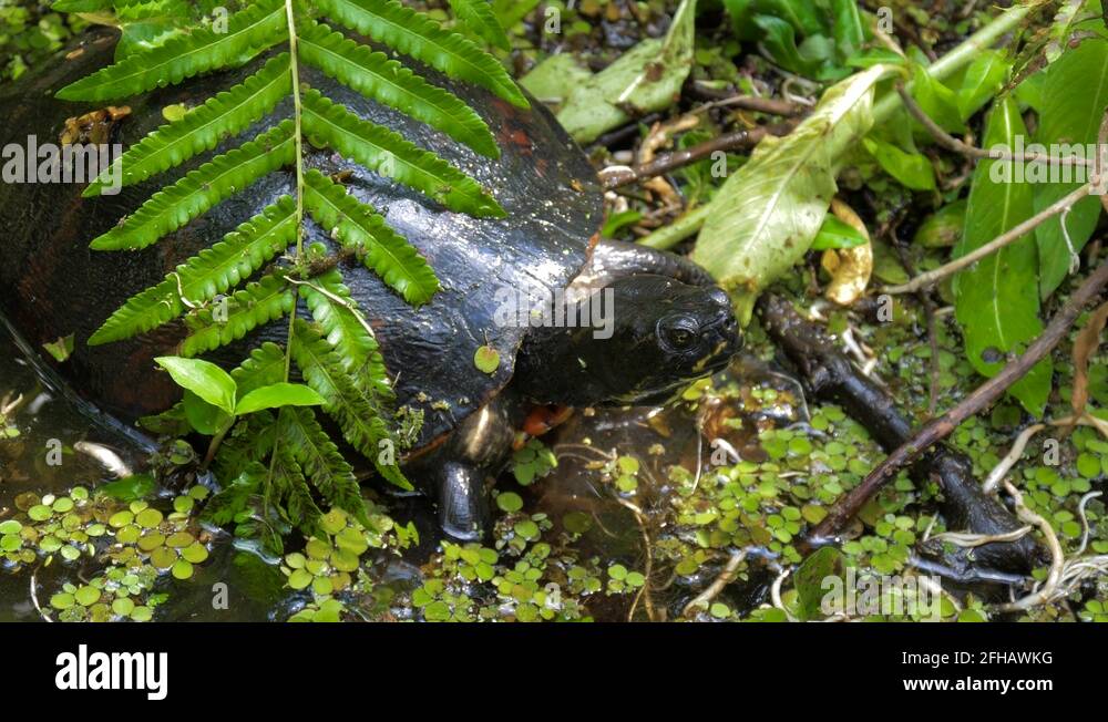 Eastern river Stock Videos & Footage - HD and 4K Video Clips - Alamy