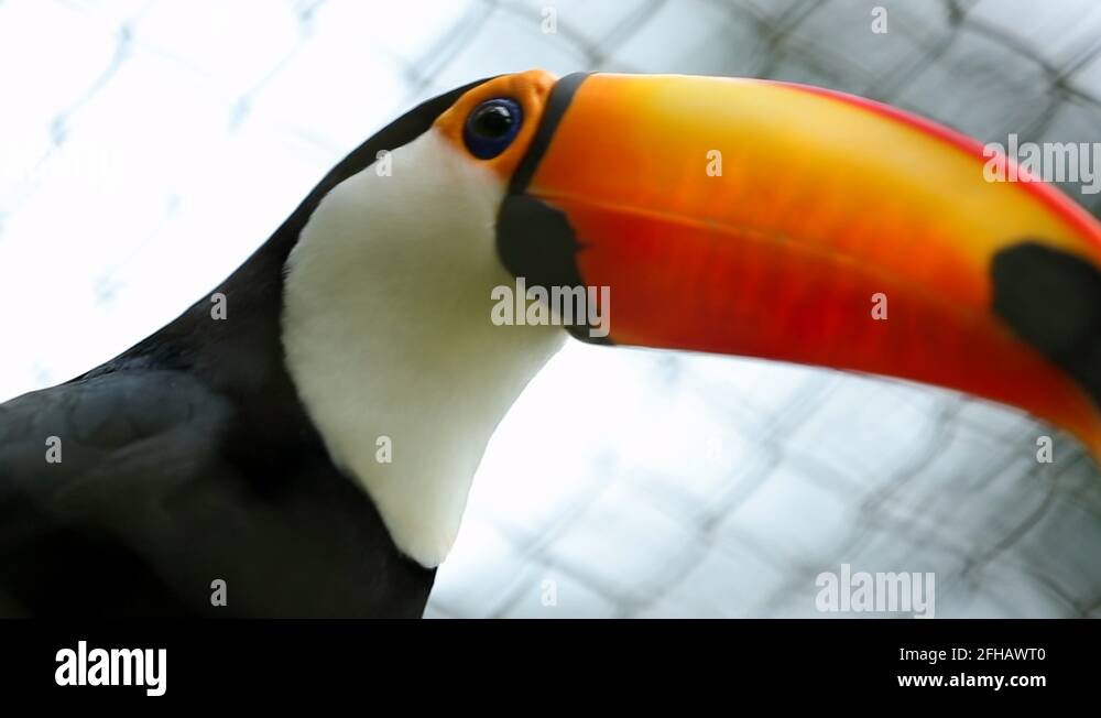 Tucan ecuador Stock Videos & Footage - HD and 4K Video Clips - Alamy