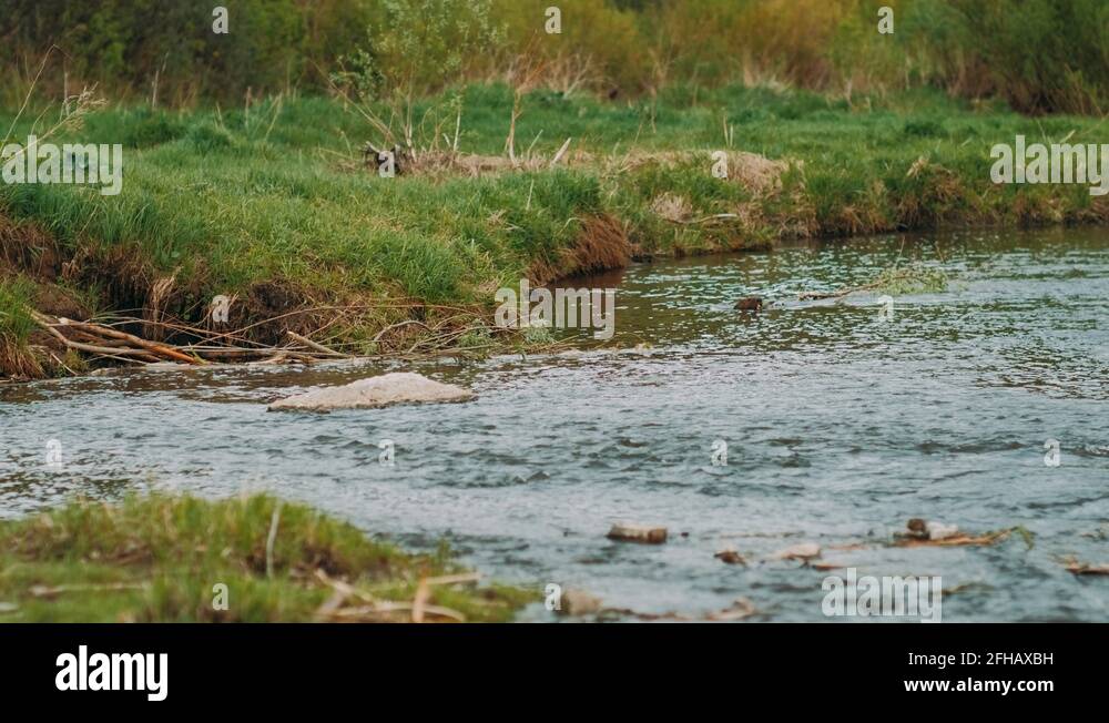 Beaver swimming branch Stock Videos & Footage - HD and 4K Video Clips ...