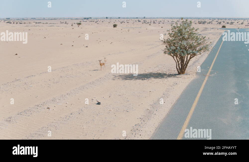 Arab animals Stock Videos & Footage - HD and 4K Video Clips - Alamy