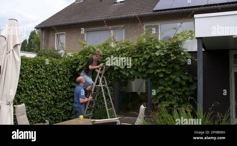 Woman standing high on a step ladder pruning kiwi plants, gender ...