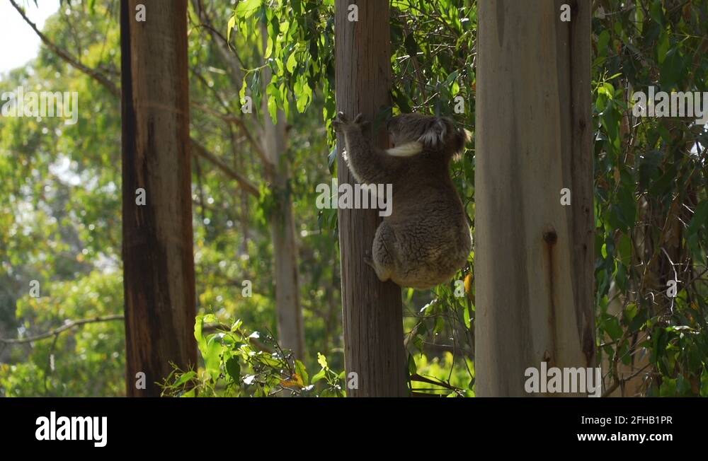 Koala climbing to a tree in the forest in Australia in the summer Stock ...