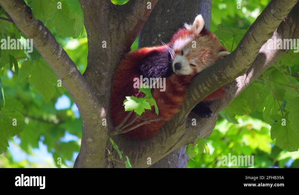 Red Panda Asleep In Tree, Rare Endangered Species From Himalayas, 4K ...