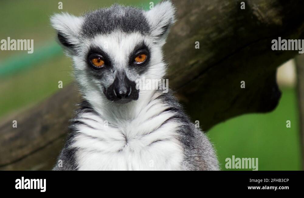 Portrait ape eyes Stock Videos & Footage - HD and 4K Video Clips - Alamy