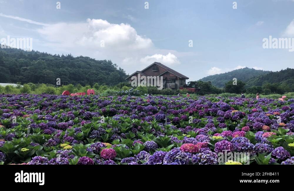 Hydrangea taiwan Stock Videos & Footage - HD and 4K Video Clips - Alamy