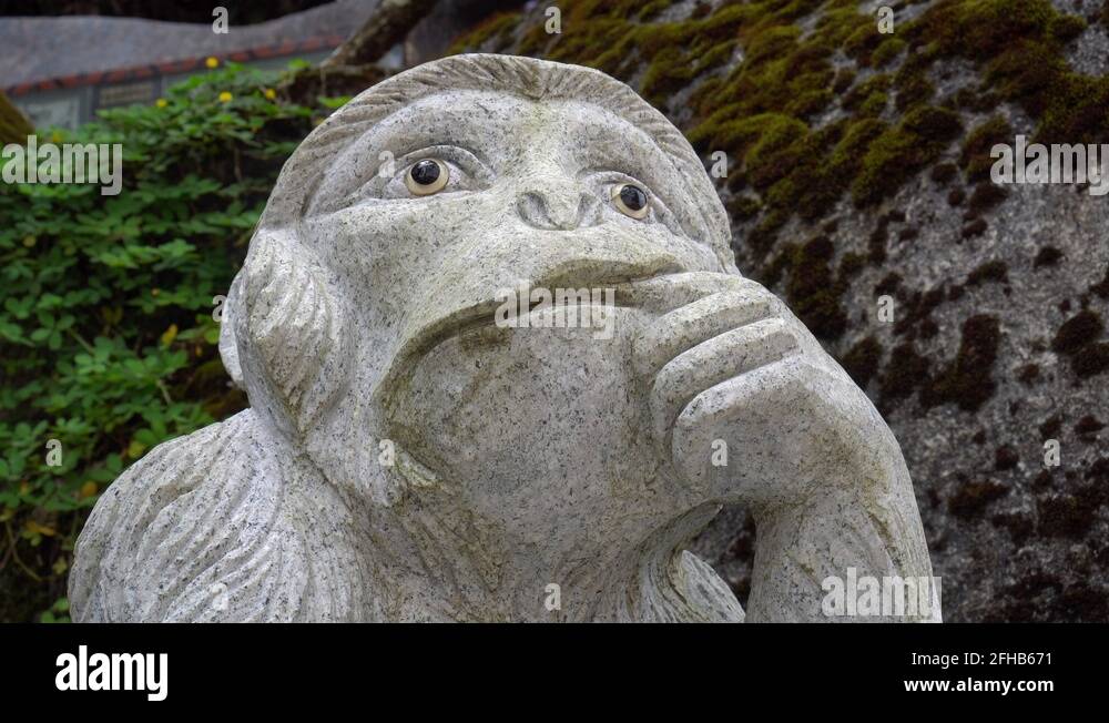 Thinking monkey Stock Videos & Footage - HD and 4K Video Clips - Alamy