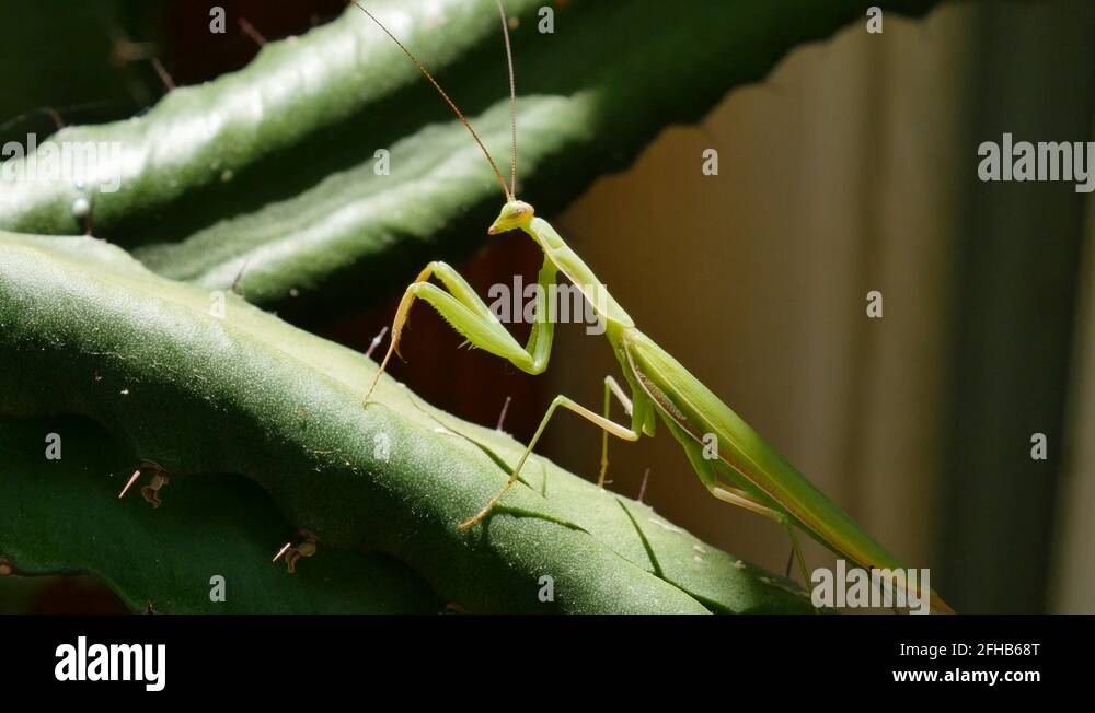 Praying mantis side view Stock Video Footage - Alamy