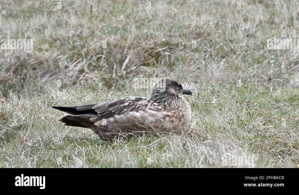Moorland birds nest Stock Videos & Footage - HD and 4K Video Clips - Alamy