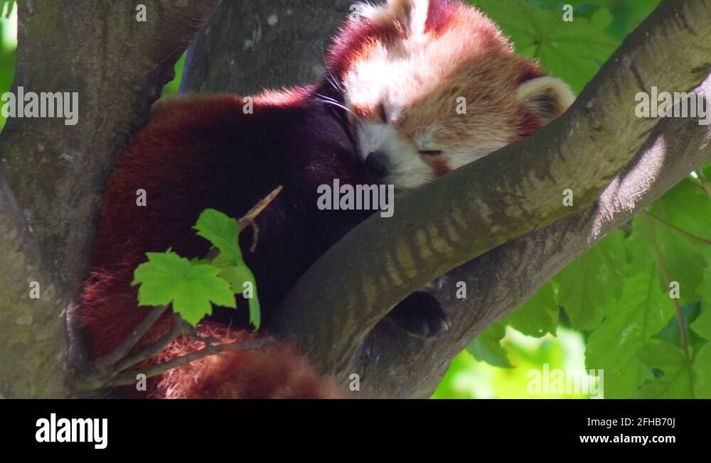 Red Panda In Tree, Rare Endangered Species From Himalayas, Asia, 4K ...