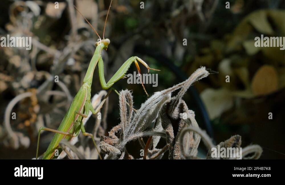 Mantis as pets Stock Videos & Footage - HD and 4K Video Clips - Alamy