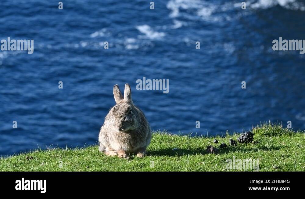 Sea rabbit Stock Videos & Footage - HD and 4K Video Clips - Alamy