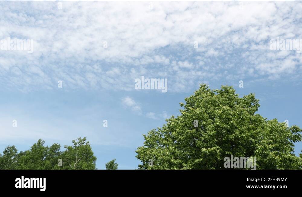 White cloud trees Stock Videos & Footage - HD and 4K Video Clips - Alamy