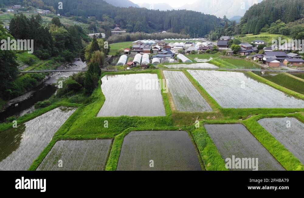 Japanese farming agriculture traditional Stock Videos & Footage - HD ...