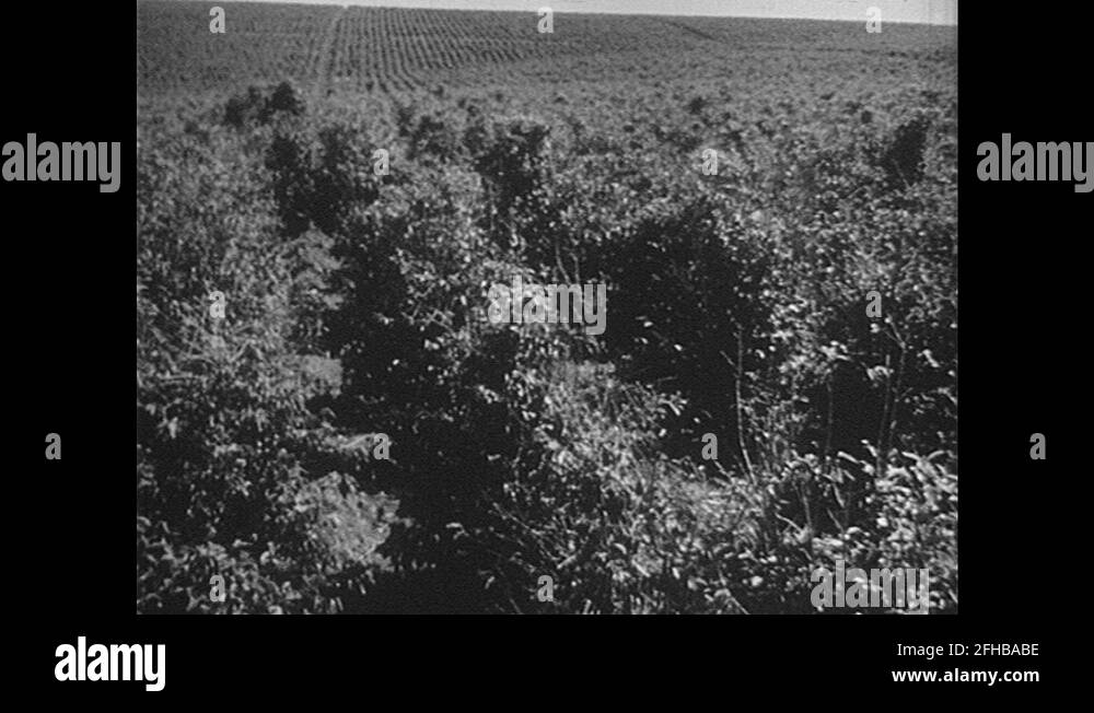 Waste product from cattle Stock Videos & Footage - HD and 4K Video ...