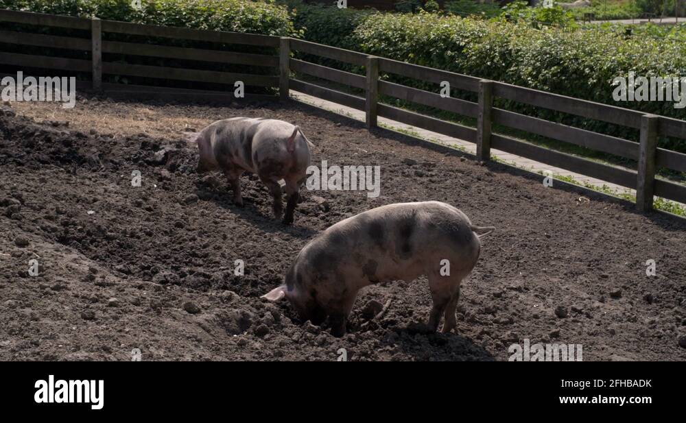 Outdoor pigs Stock Videos & Footage - HD and 4K Video Clips - Alamy