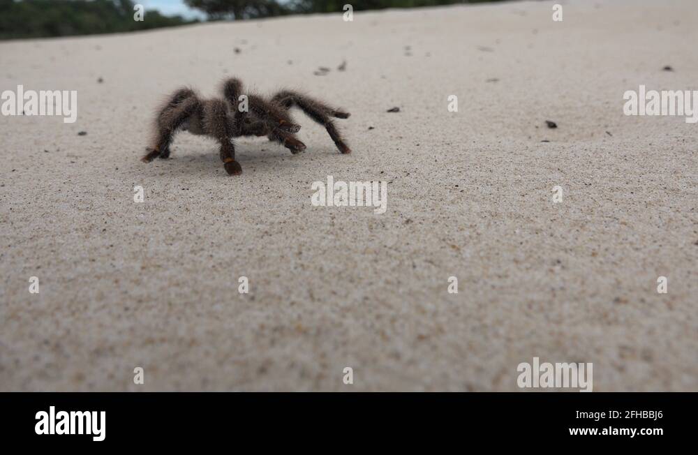 Spider crawling on hand Stock Videos & Footage - HD and 4K Video Clips ...