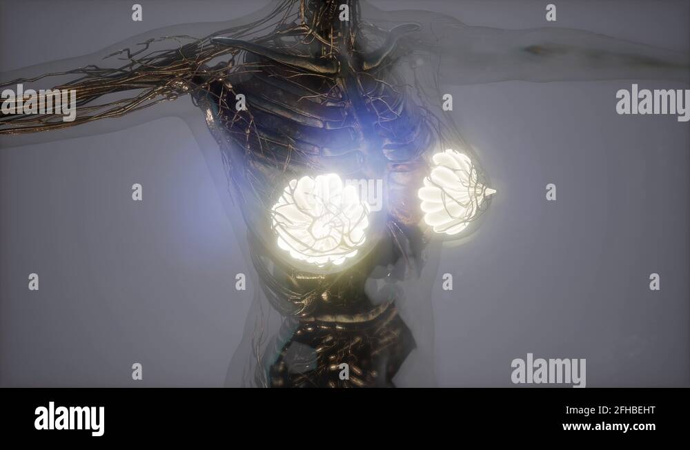 science anatomy of human body in x-ray with glow mammary gland Stock ...