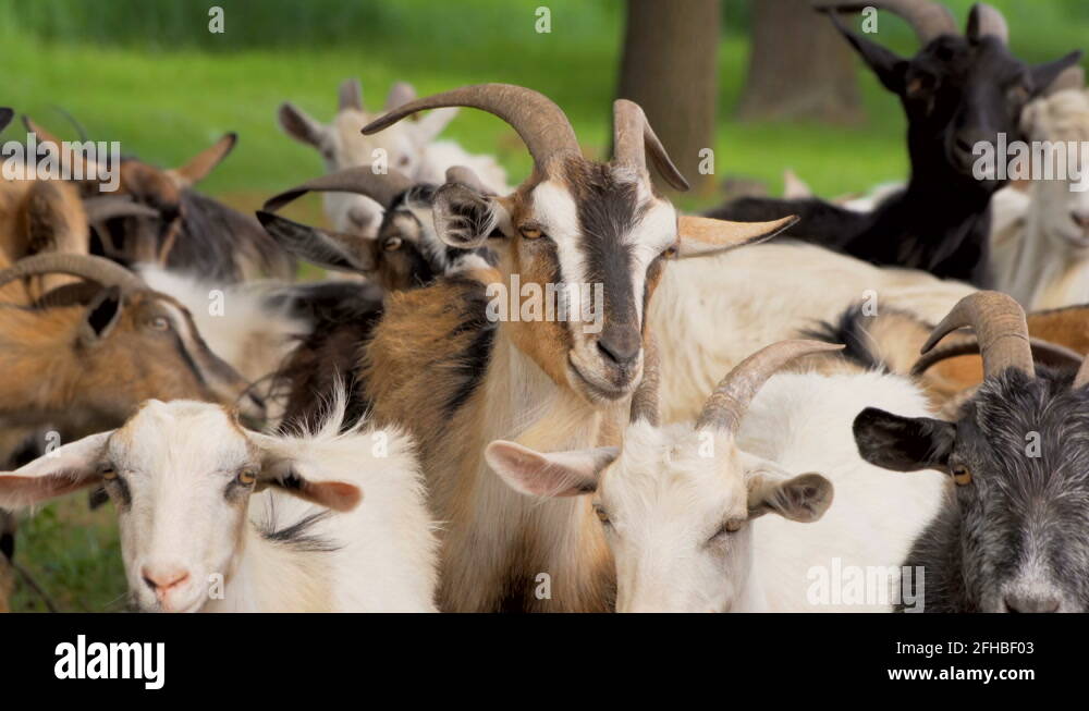 Posing goats Stock Videos & Footage - HD and 4K Video Clips - Alamy