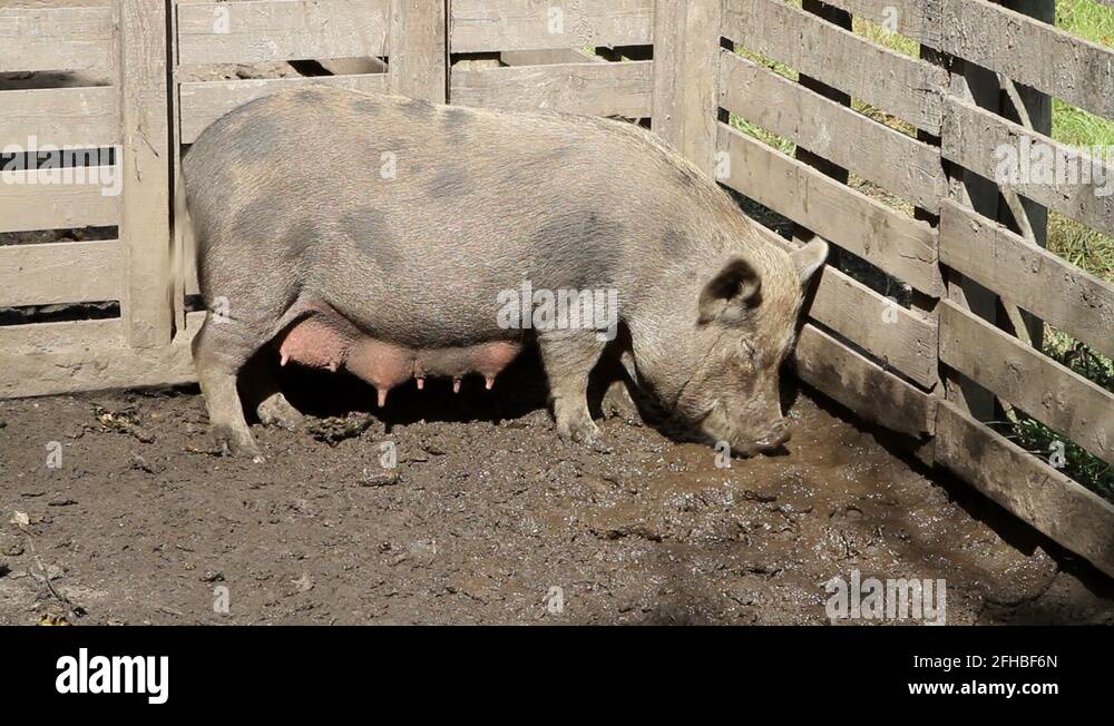 Pig slop Stock Videos & Footage - HD and 4K Video Clips - Alamy