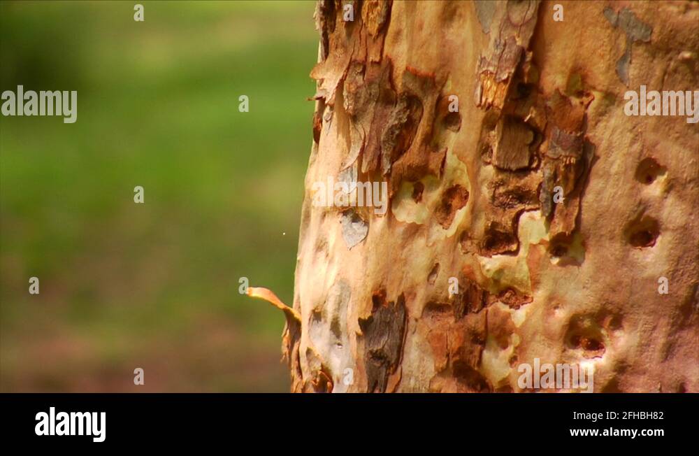 Gum tree bark Stock Videos & Footage - HD and 4K Video Clips - Alamy