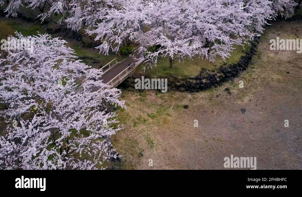 Aerial, Sakura tree grove at lake kawaguchiko at Mt fuji Stock Video ...