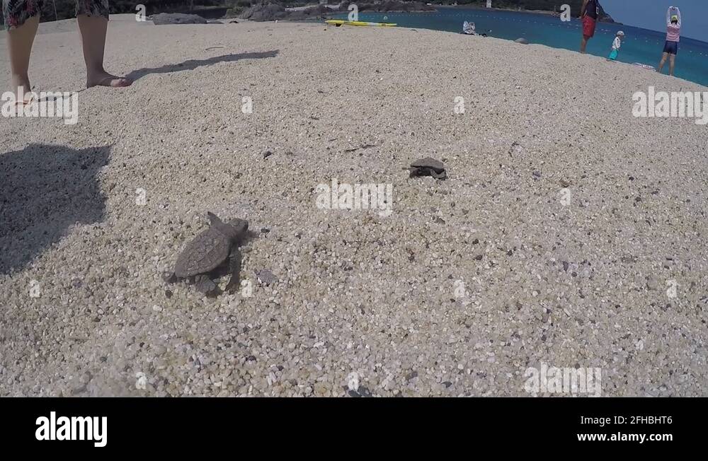 Baby sea turtles crawl across hot sand of yakushima island in japan ...