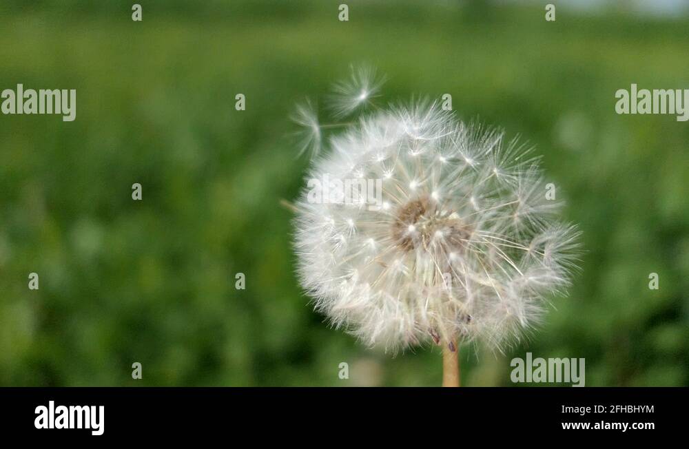 Puff of wind Stock Videos & Footage - HD and 4K Video Clips - Alamy