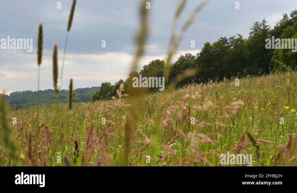 A gentle breeze Stock Videos & Footage - HD and 4K Video Clips - Alamy