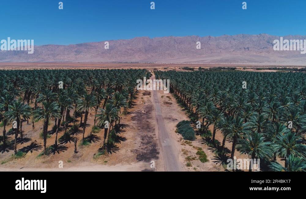 plantation of palm trees in the desert israeli agriculture Stock Video ...