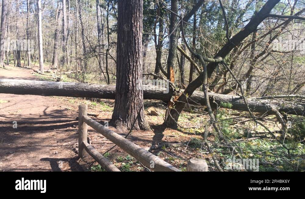 Tree blocking light Stock Videos & Footage - HD and 4K Video Clips - Alamy