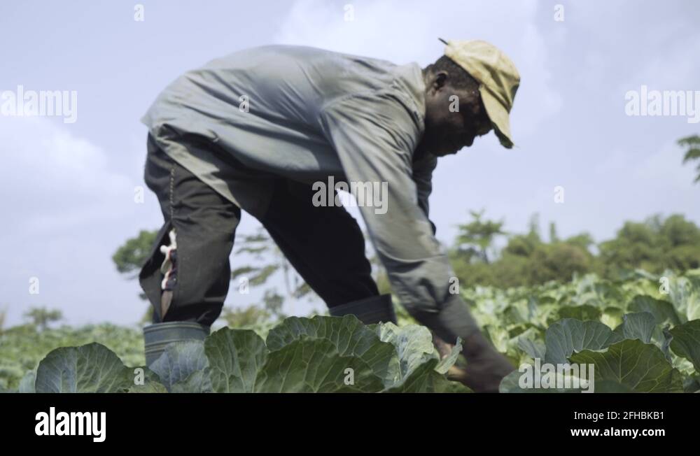 Farmer work in field Stock Videos & Footage - HD and 4K Video Clips - Alamy