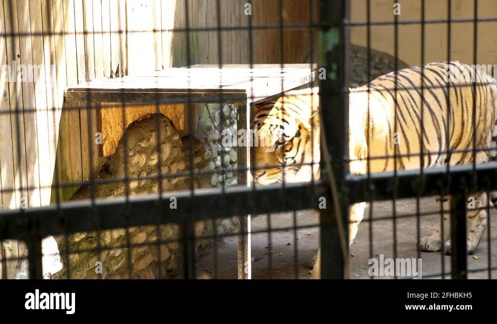 Zoo tiger cage Stock Videos & Footage - HD and 4K Video Clips - Alamy