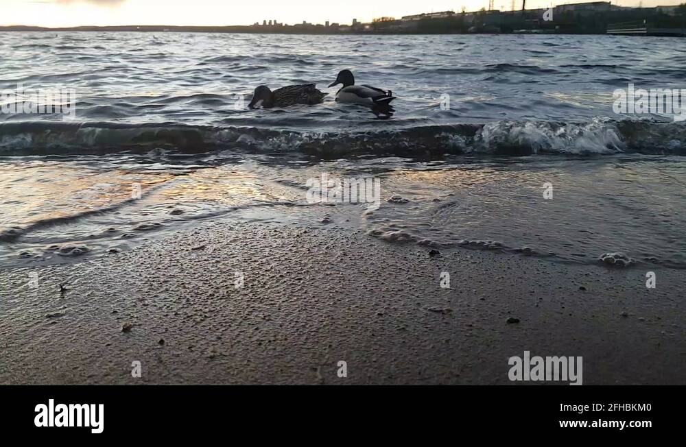 Brave duck Stock Videos & Footage - HD and 4K Video Clips - Alamy