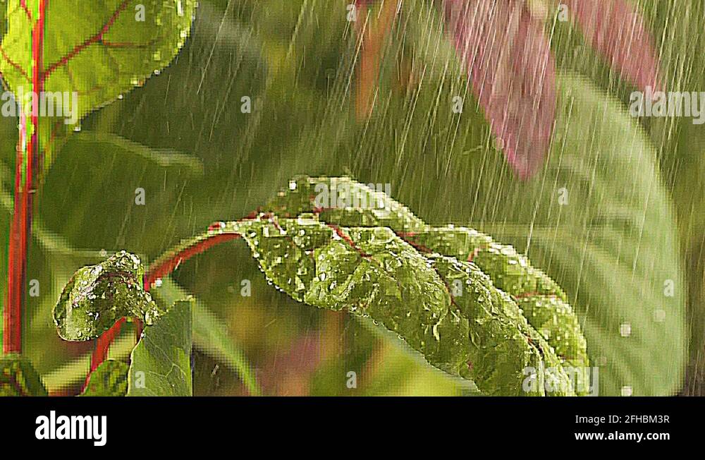 Plant in the rain Stock Videos & Footage - HD and 4K Video Clips - Alamy