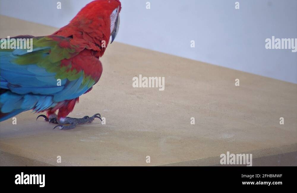 Smart intelligence Stock Videos & Footage - HD and 4K Video Clips - Alamy