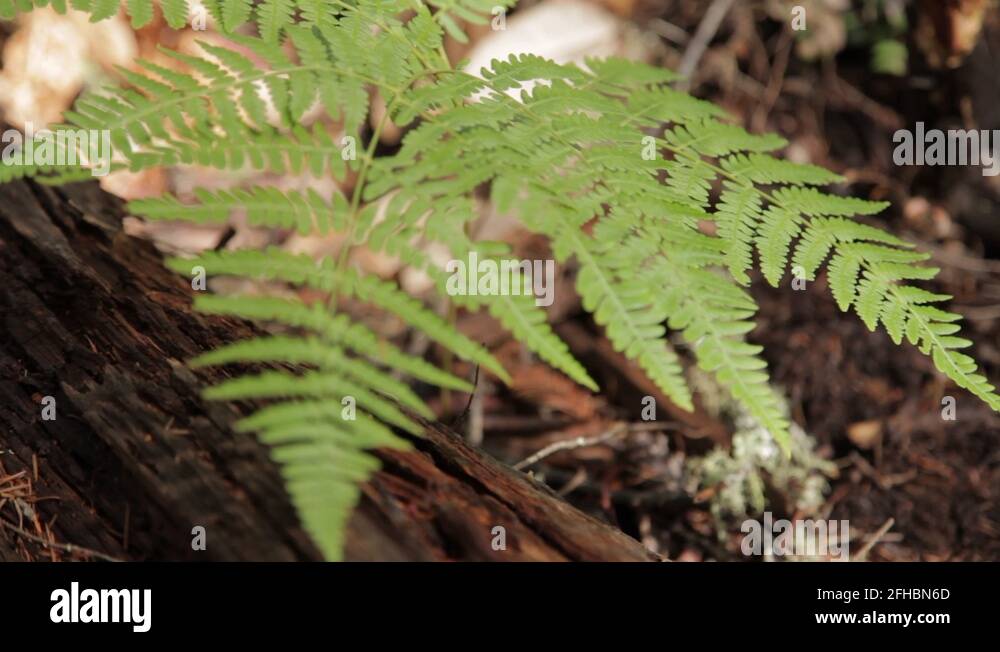 Log fern Stock Videos & Footage - HD and 4K Video Clips - Alamy