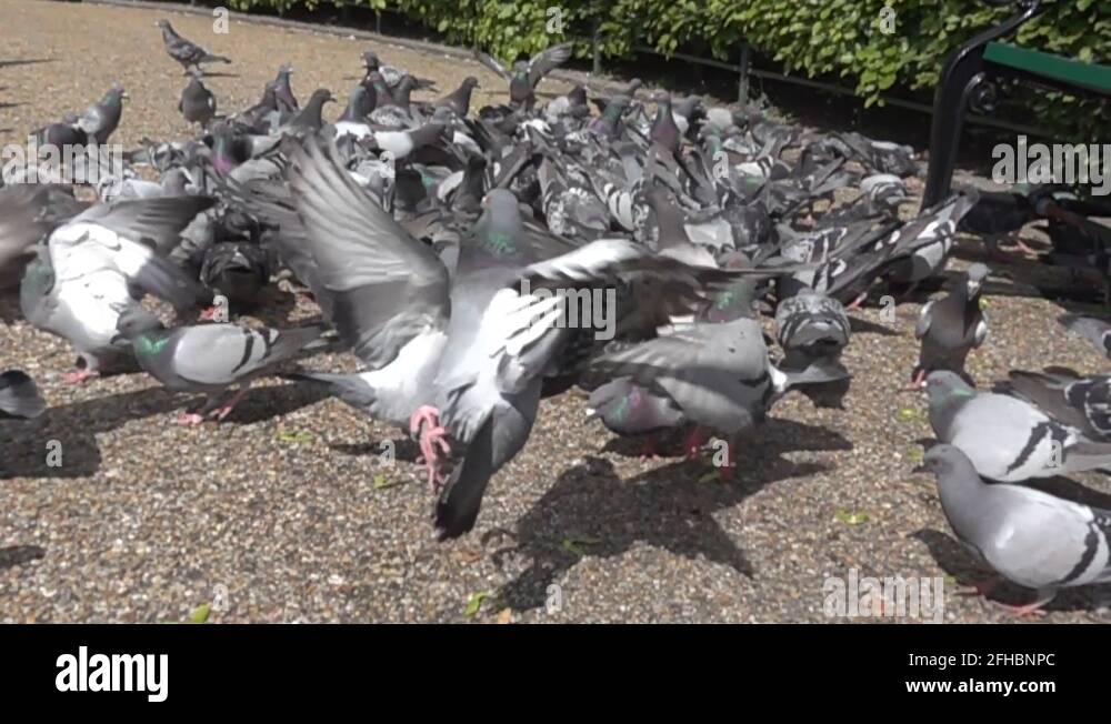 Faune animaux Stock Videos & Footage - HD and 4K Video Clips - Alamy