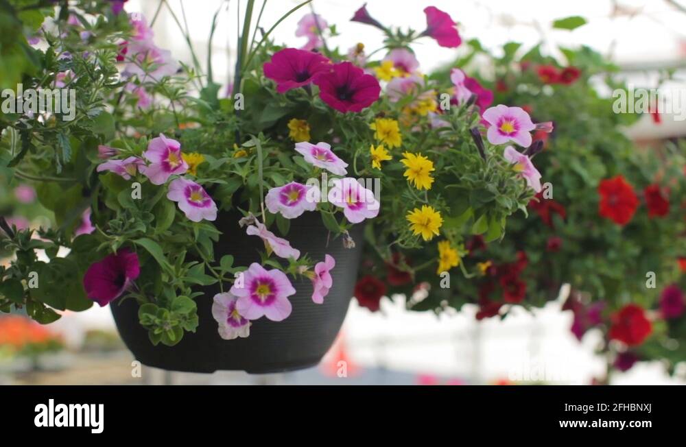 Pink hanging baskets Stock Videos & Footage - HD and 4K Video Clips - Alamy