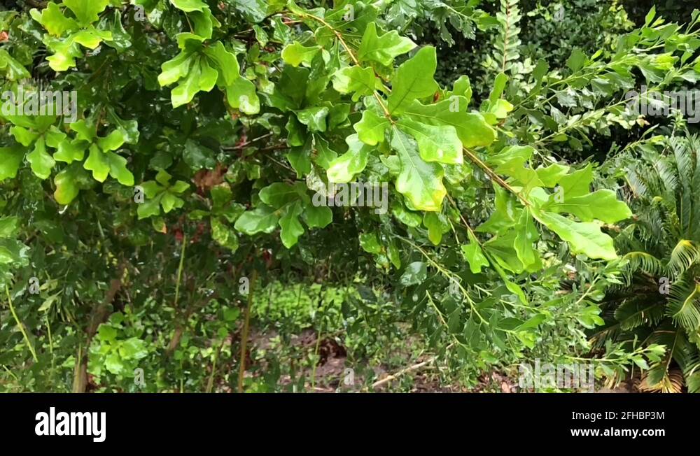 Rain drops falling on leaves Stock Videos & Footage - HD and 4K Video ...