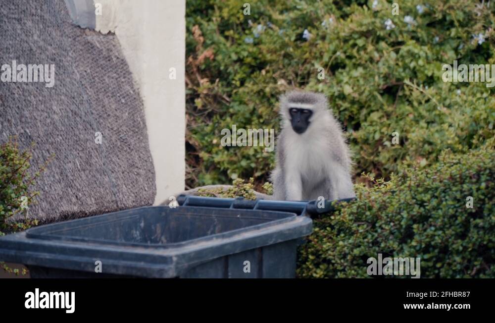 Monkey bin Stock Videos & Footage - HD and 4K Video Clips - Alamy