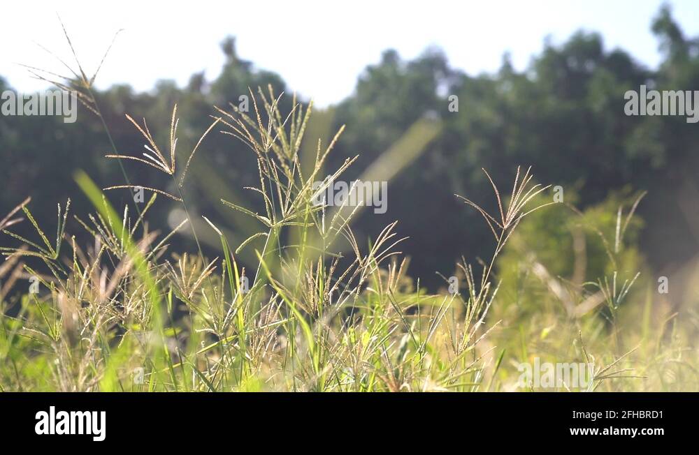 Field brome grass Stock Videos & Footage - HD and 4K Video Clips - Alamy