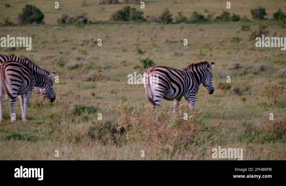 African wildlife grazing Stock Videos & Footage - HD and 4K Video Clips ...