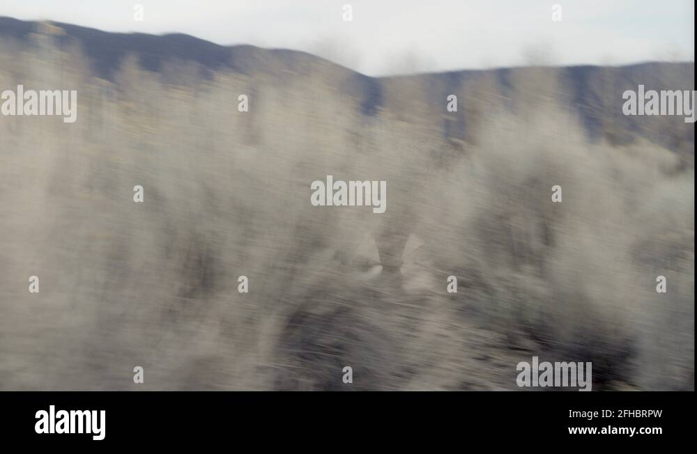 Wolf trainer Stock Videos & Footage - HD and 4K Video Clips - Alamy