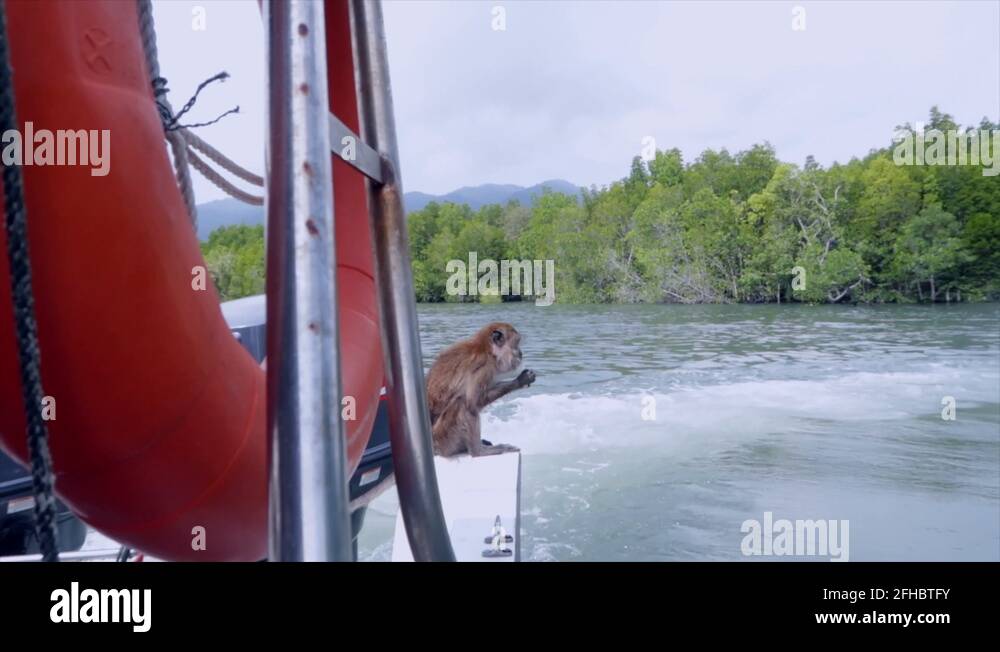 Monkey on boat Stock Videos & Footage - HD and 4K Video Clips - Alamy