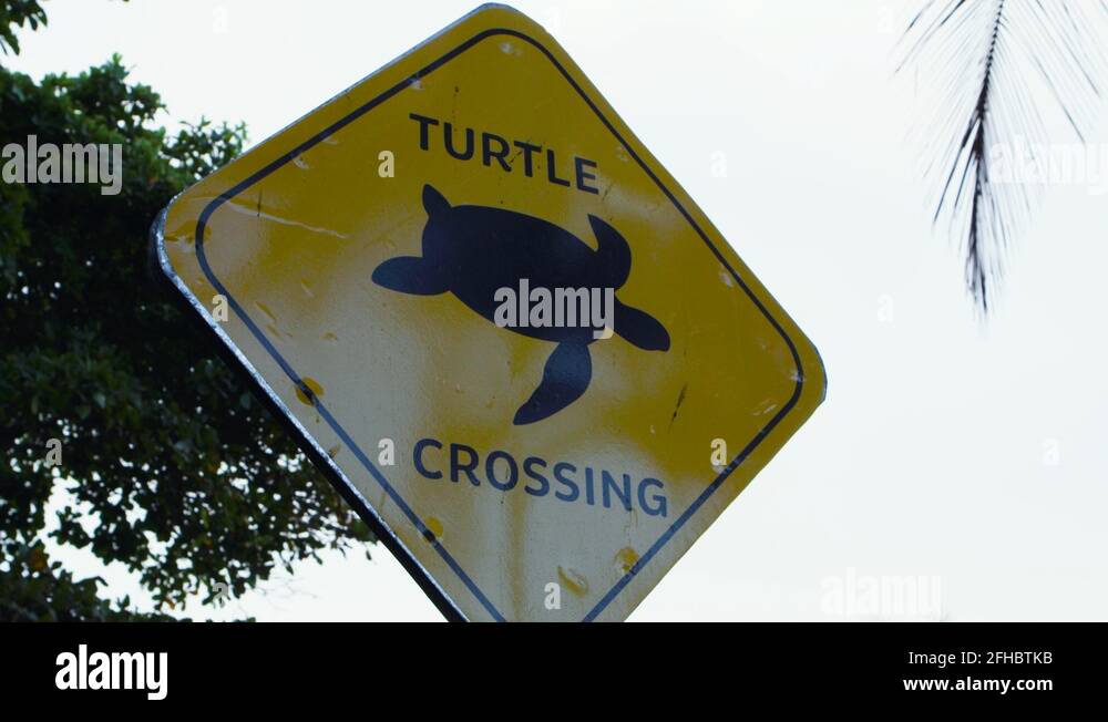 Turtle crossing sign Stock Videos & Footage - HD and 4K Video Clips - Alamy