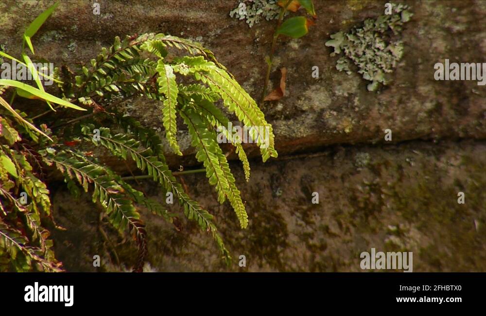 Australian gum leaves Stock Videos & Footage - HD and 4K Video Clips ...
