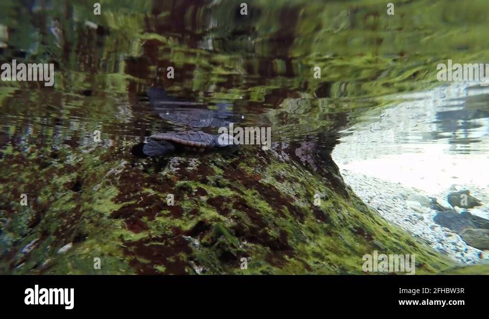 Baby in tide Stock Videos & Footage - HD and 4K Video Clips - Alamy